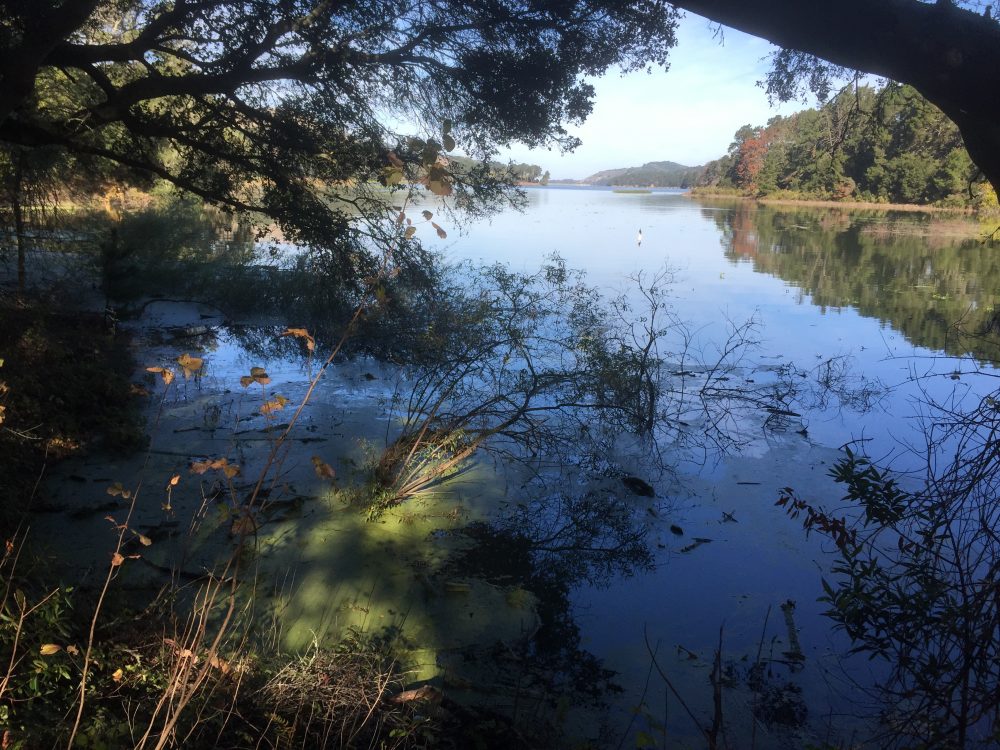 Services – Stillwater Sciences